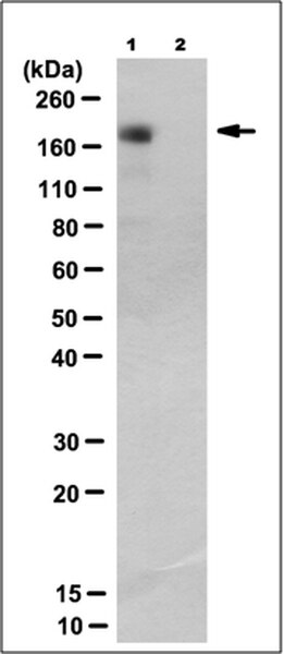 Anti-Dual oxidase 2, clone Duox S-12 Antibody | MABN787